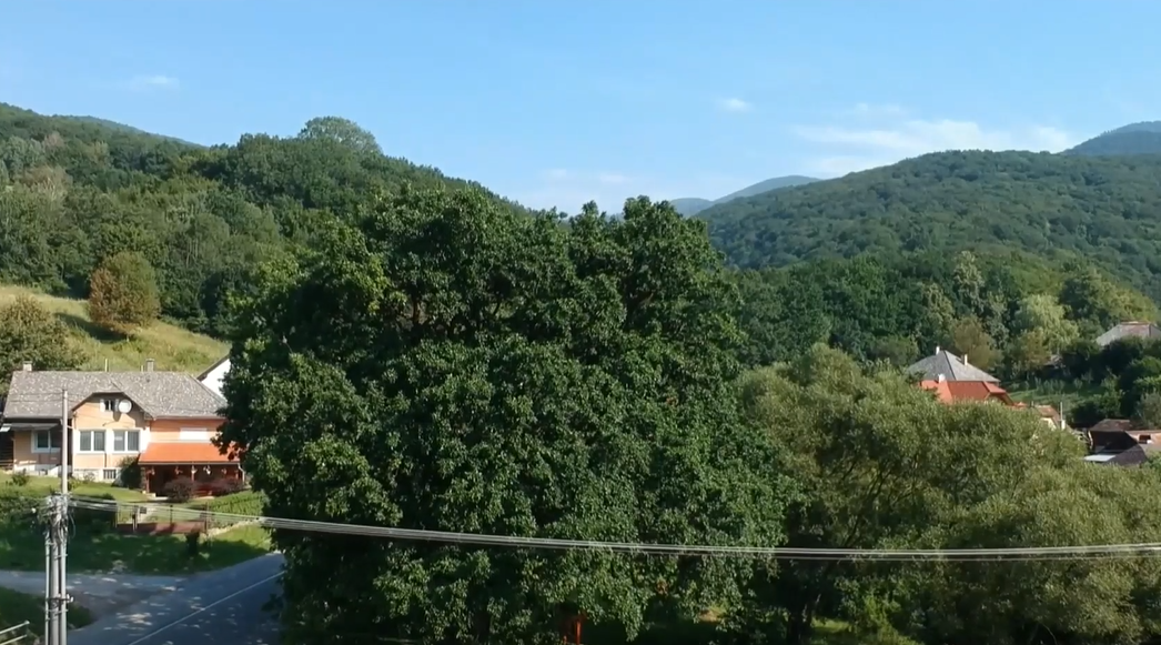 Slovenským stromom roka sa stal prastarý dub - Správy STVR
