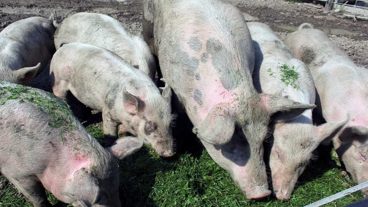 Pri Lučenci likvidujú 7 000 ošípaných, na africký mor upozorňujú aj ...