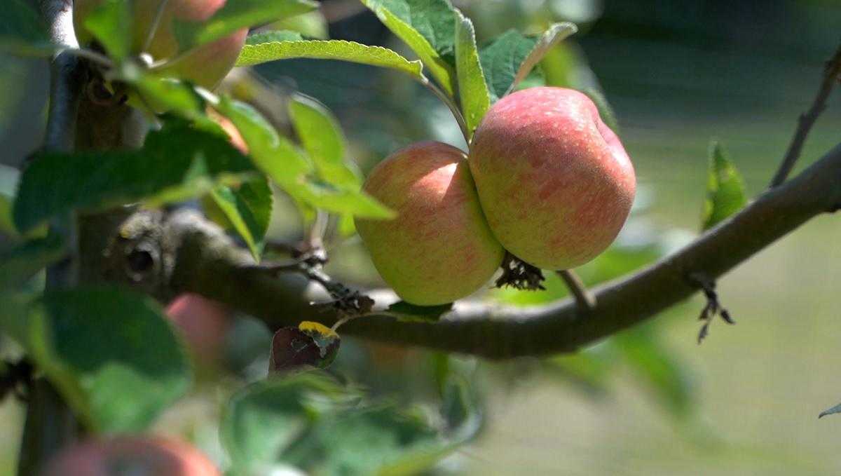 Pri Starej Turej vytvorili sad, kde zachraňujú vzácne odrody jabloní a ...