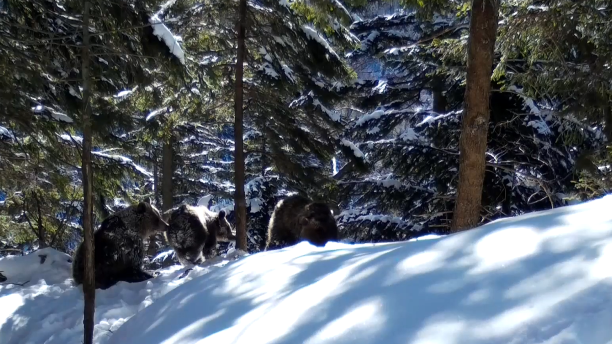 V Malej Fatre stopovali veľké šelmy - Správy STVR