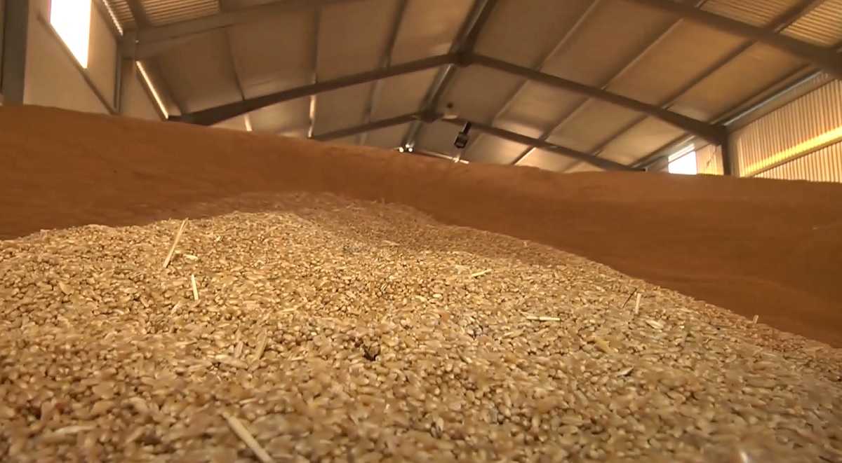 Pestovatelia sú zúfalí, nevedia predať svoje obilie - Správy STVR