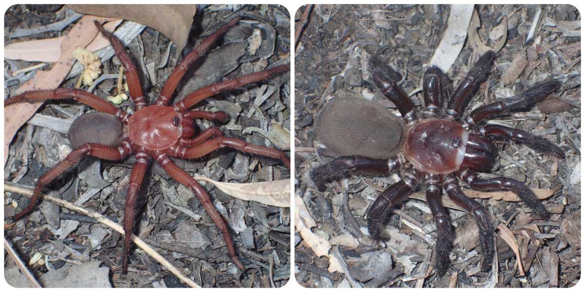 Vedci objavili obrovského pavúka - Správy STVR