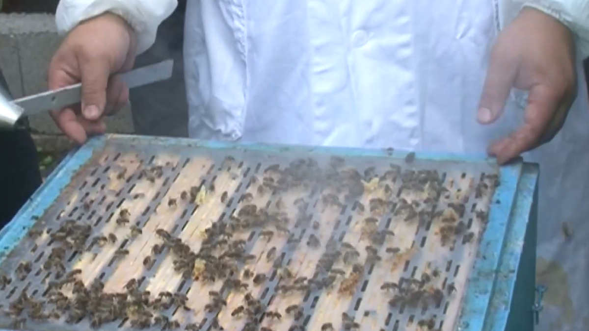 Dokáže potlačiť ťažké reakcie na jed hmyzu - Správy STVR