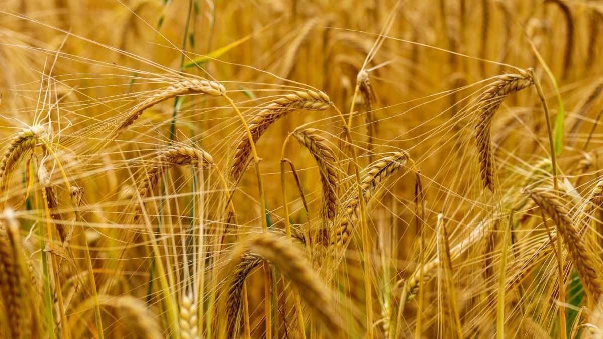 EÚ chce kompenzovať farmárov za obilie z Ukrajiny - Správy STVR