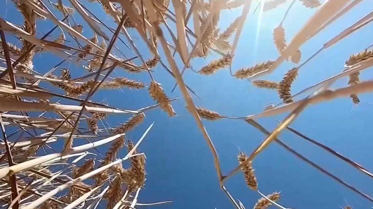 Farmári nevedia čo so slovenským obilím - Správy STVR