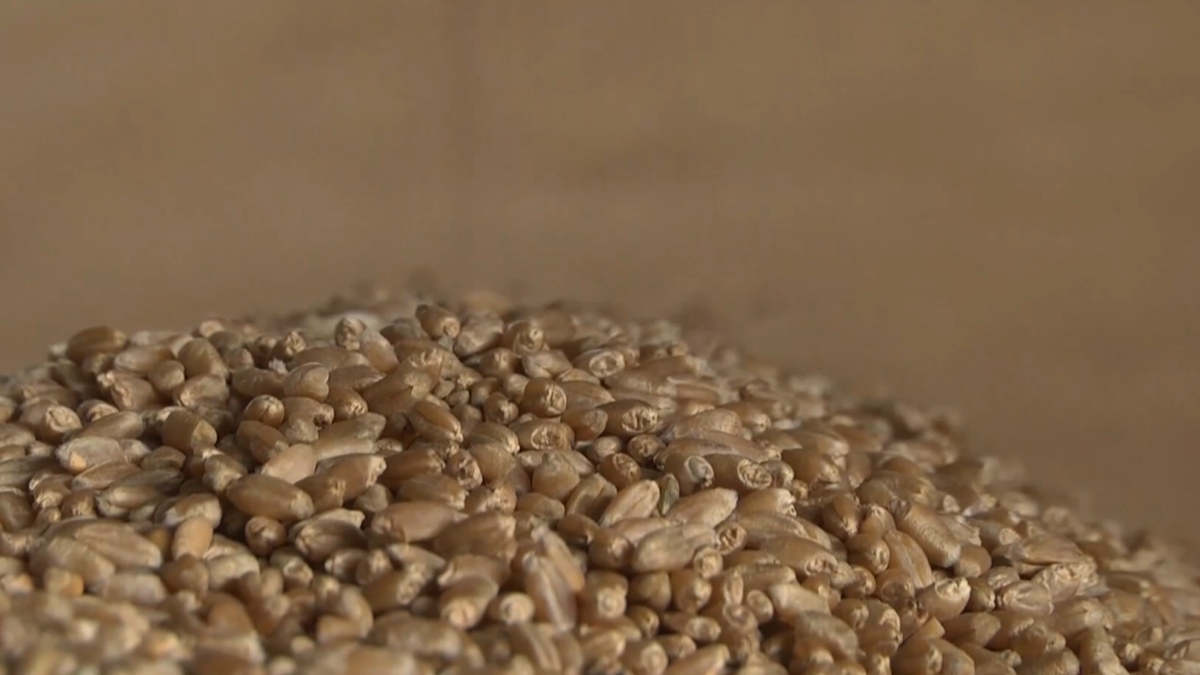 Ukrajinskému obiliu sa zrejme nevyhneme - Správy STVR