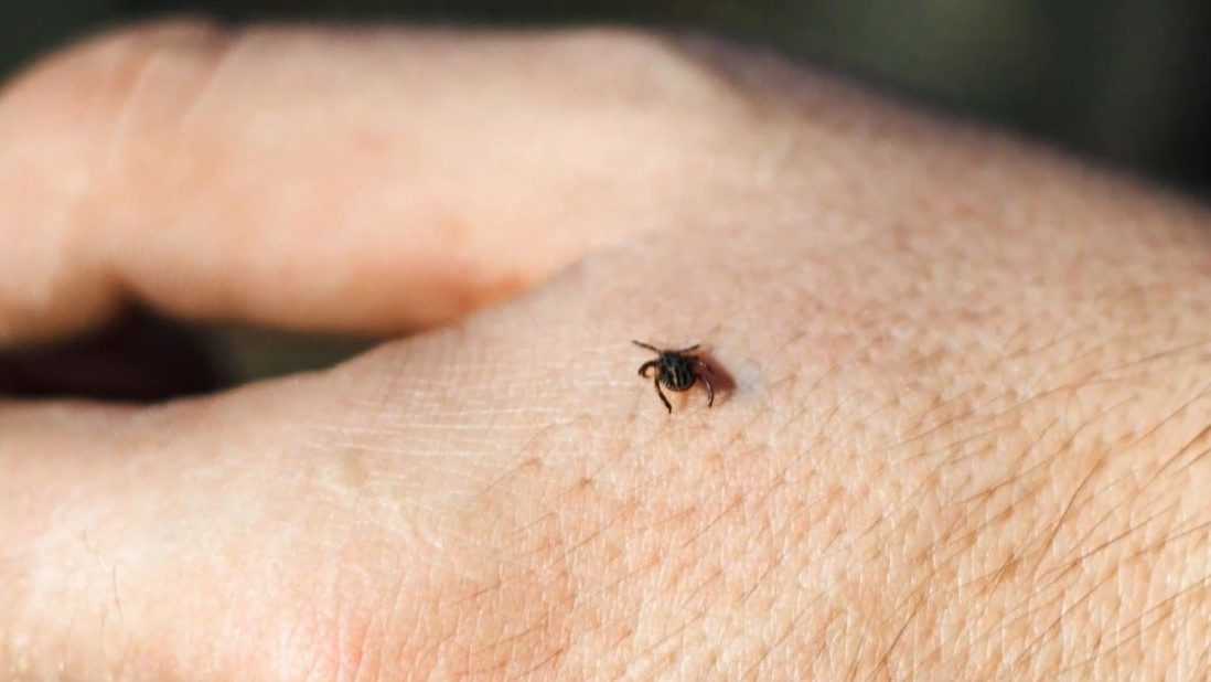 Podobne ako covid chcú hľadať kliešťovú encefalitídu. Slovenskí vedci ...