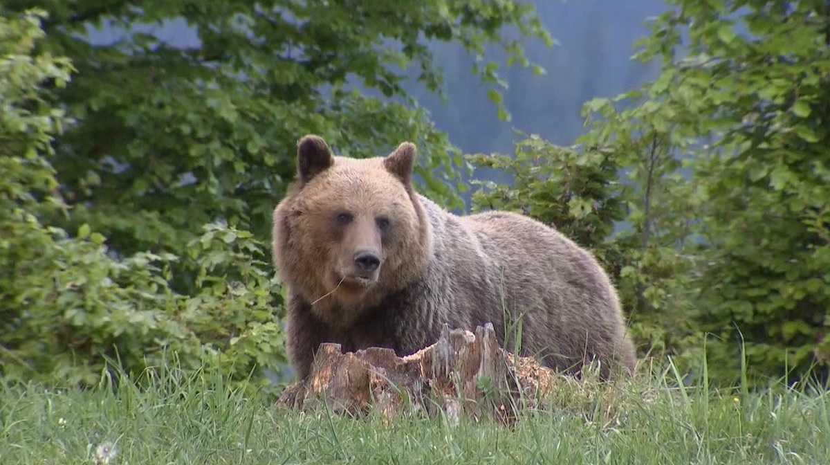 Usmrtili medveďa v Demänovskej Doline - Správy STVR