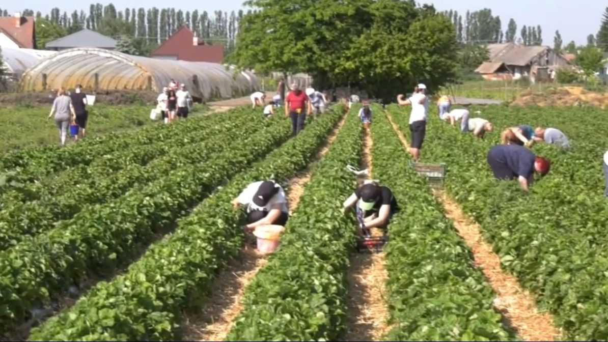 Začína sa samozber jahôd - Správy STVR