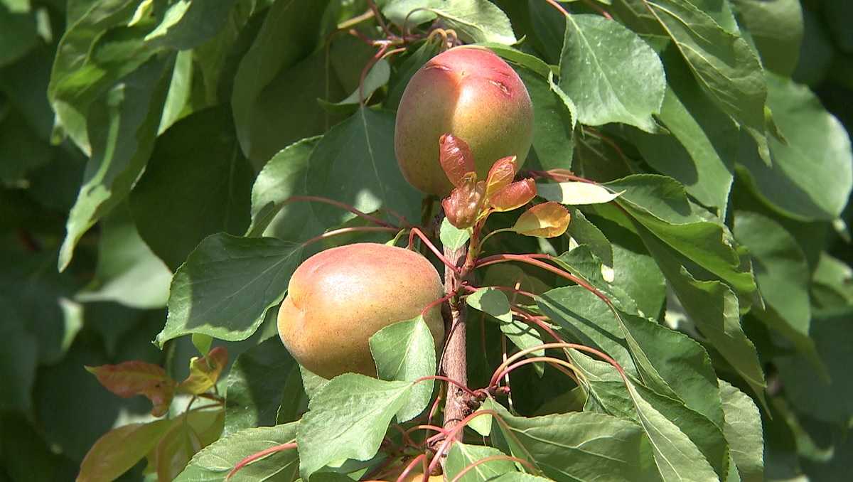 Samozber marhúľ tento rok nebude - Správy STVR