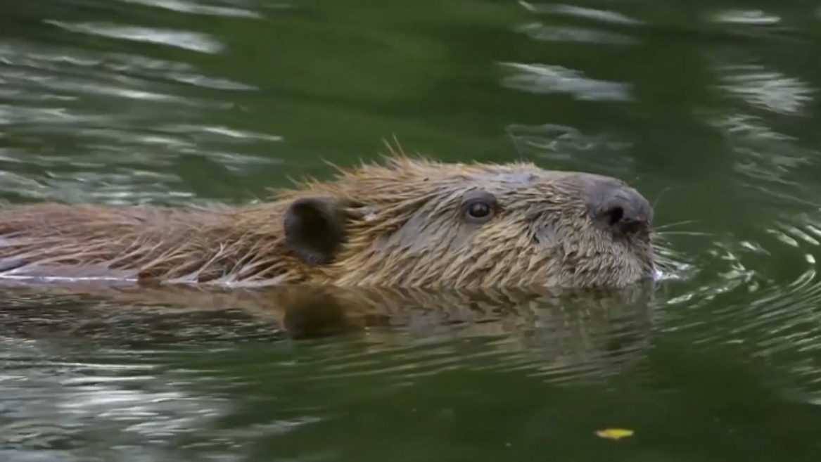 Do vodnej elektrárne sa zatúlal bobor - Správy STVR