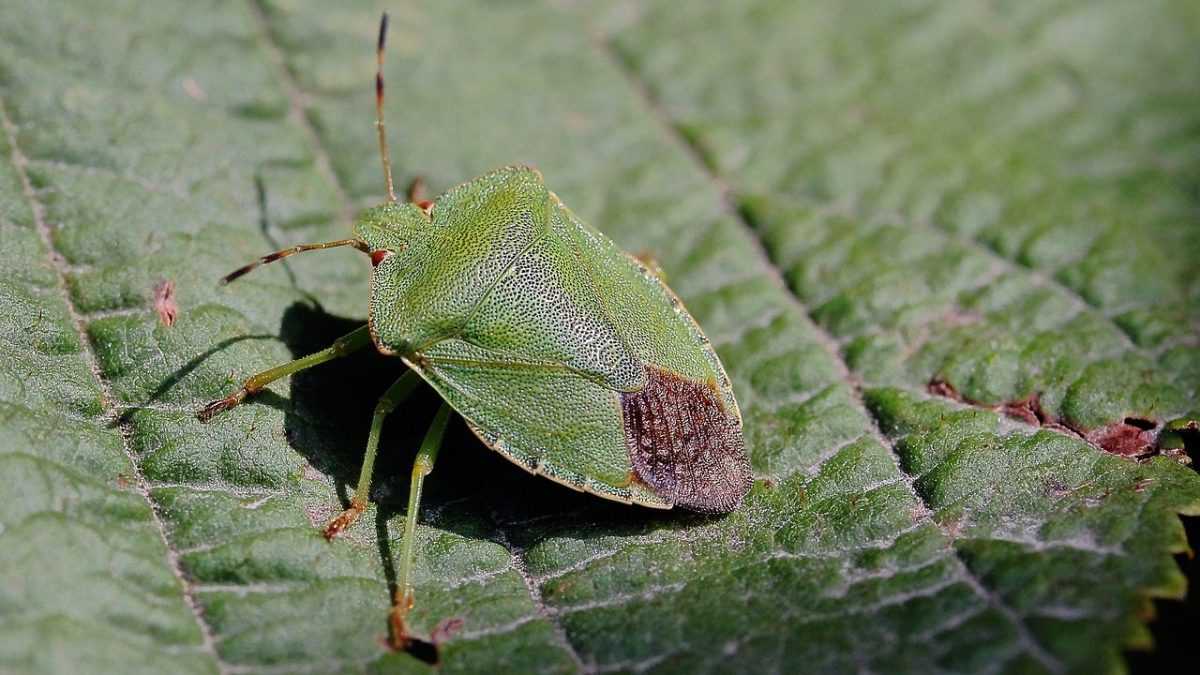 Chorvátsko bojuje s inváziou bzdôch - Správy STVR