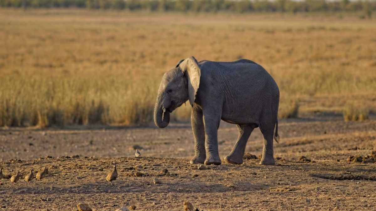 V Zimbabwe uhynulo najmenej 100 slonov - Správy STVR