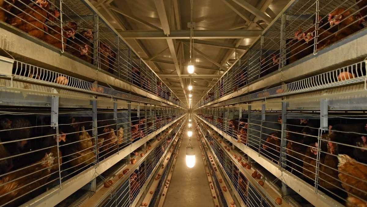 Slovenskí chovatelia sliepok budú mať problémy - Správy STVR
