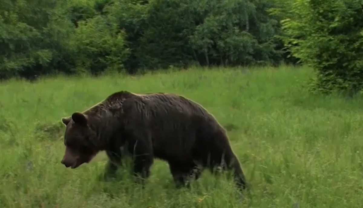 Ďalší útok medveďa: Šelma napadla muža v obci Trnavá Hora - Správy STVR