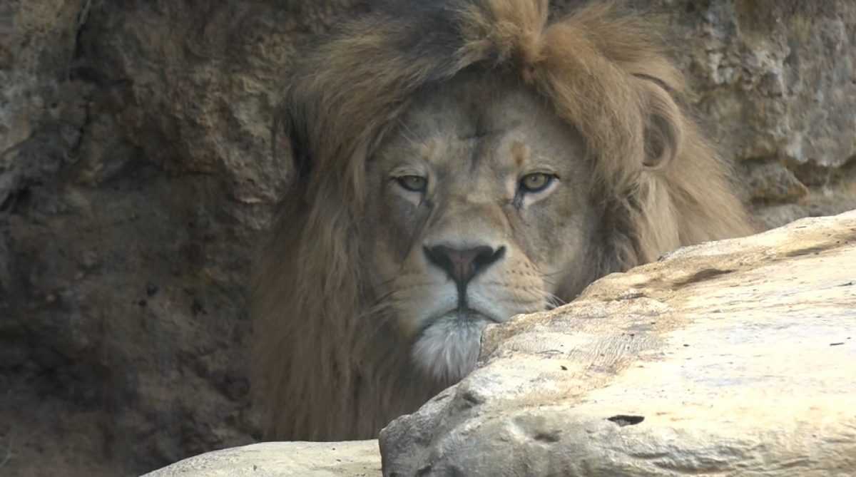 Bojnická zoo prišla o svoju pýchu: Leva Aslana museli utratiť - Správy STVR