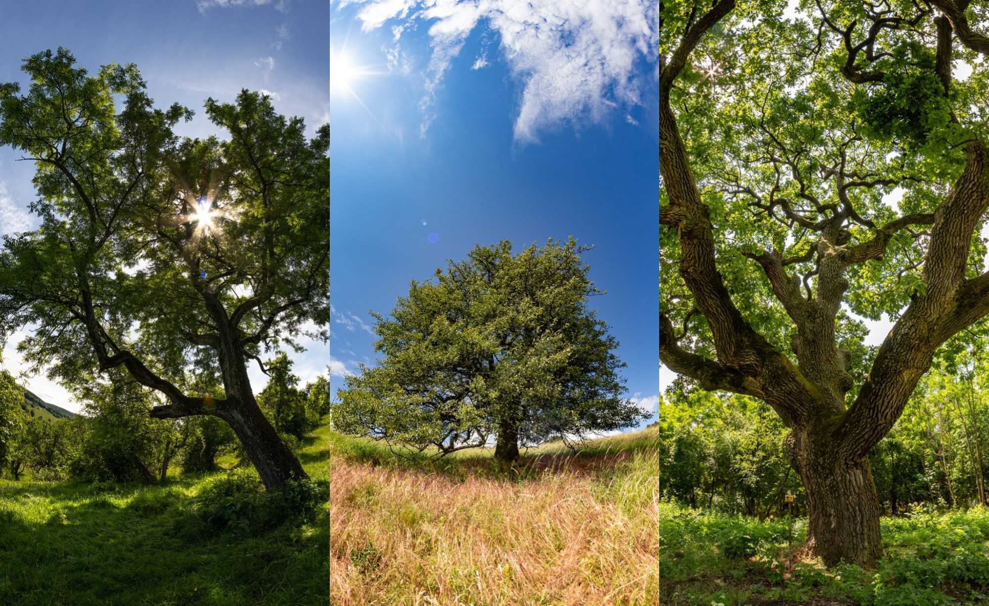 FOTO: Dvanásť najzaujímavejších stromov zabojuje o titul - Správy STVR