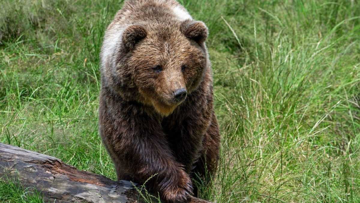 Vo Švédsku sa začína veľký lov medveďov - Správy STVR