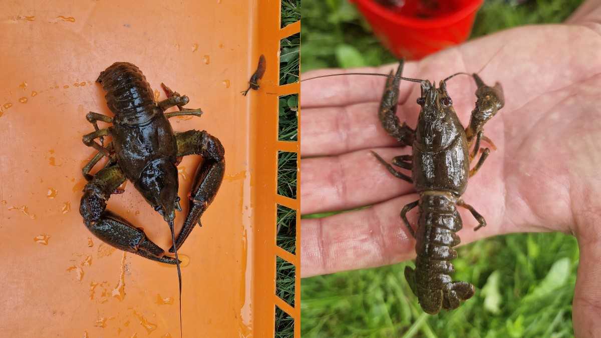 V Tatrách sa objavilo veľké množstvo rakov na jednom mieste - Správy STVR