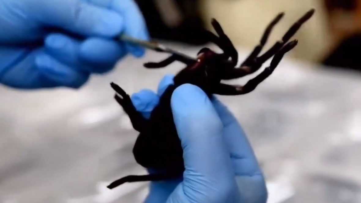 Peru: Muž na vlastnom tele pašoval tri stovky tarantúl - Správy STVR