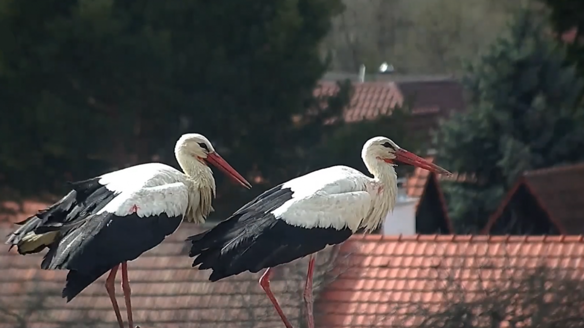 Na viacerých miestach Slovenska už pozorovali prvé bociany - Správy STVR