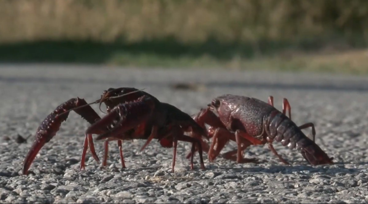 Invázneho raka z rieky Turiec sa nedarí eliminovať - Správy STVR