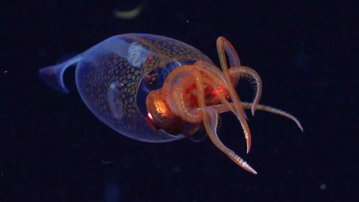 Vedcom sa podarilo natočiť najväčšieho hlavonožca na svete - Správy STVR